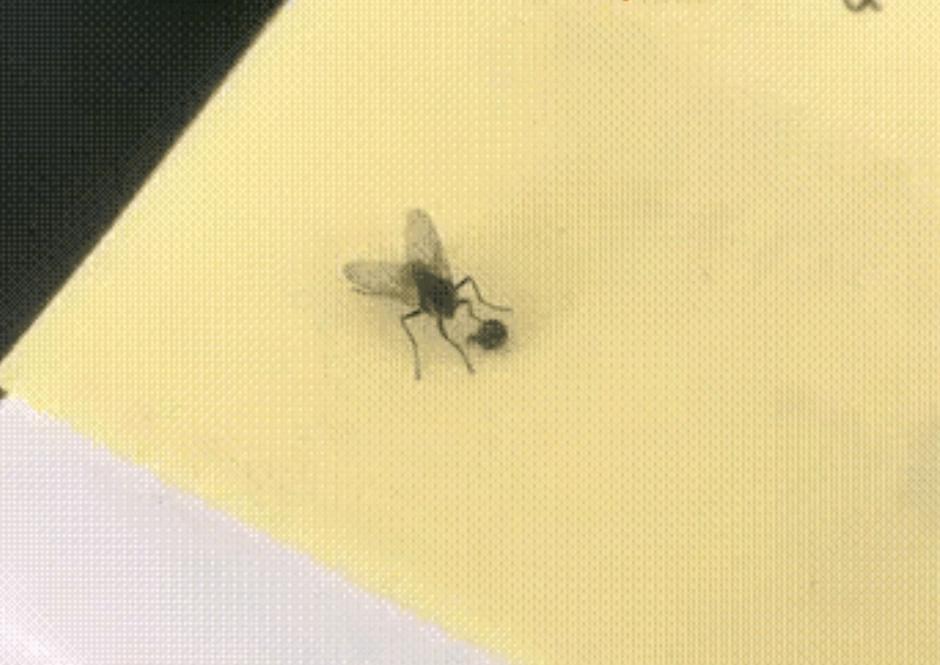 Twist your head off and play. Why can flies live without a head? - iNEWS