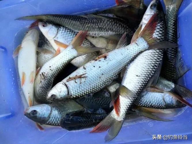 This is the most successful invasive fish. It has dominated Fang Fang ...