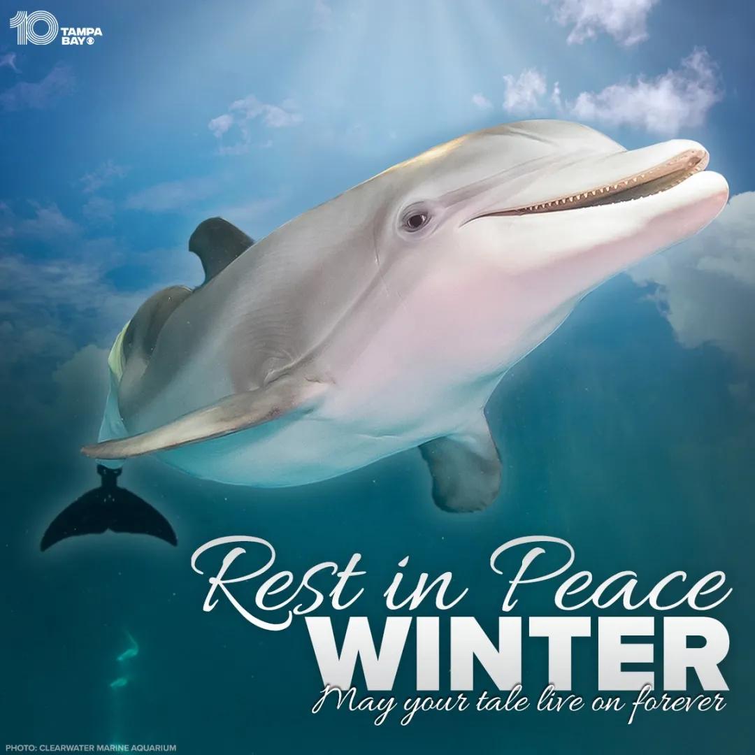 Tears!The 16-year-old disabled dolphin "Winter" passed away!Netizen ...