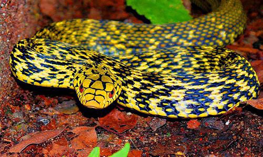 How many snakes do you know about these snakes of the snake family ...