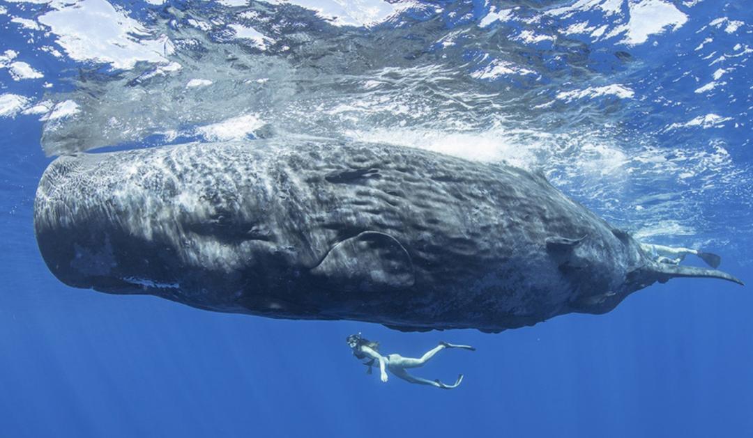 The overlord of the sea who has been forced to desperate existence has ...