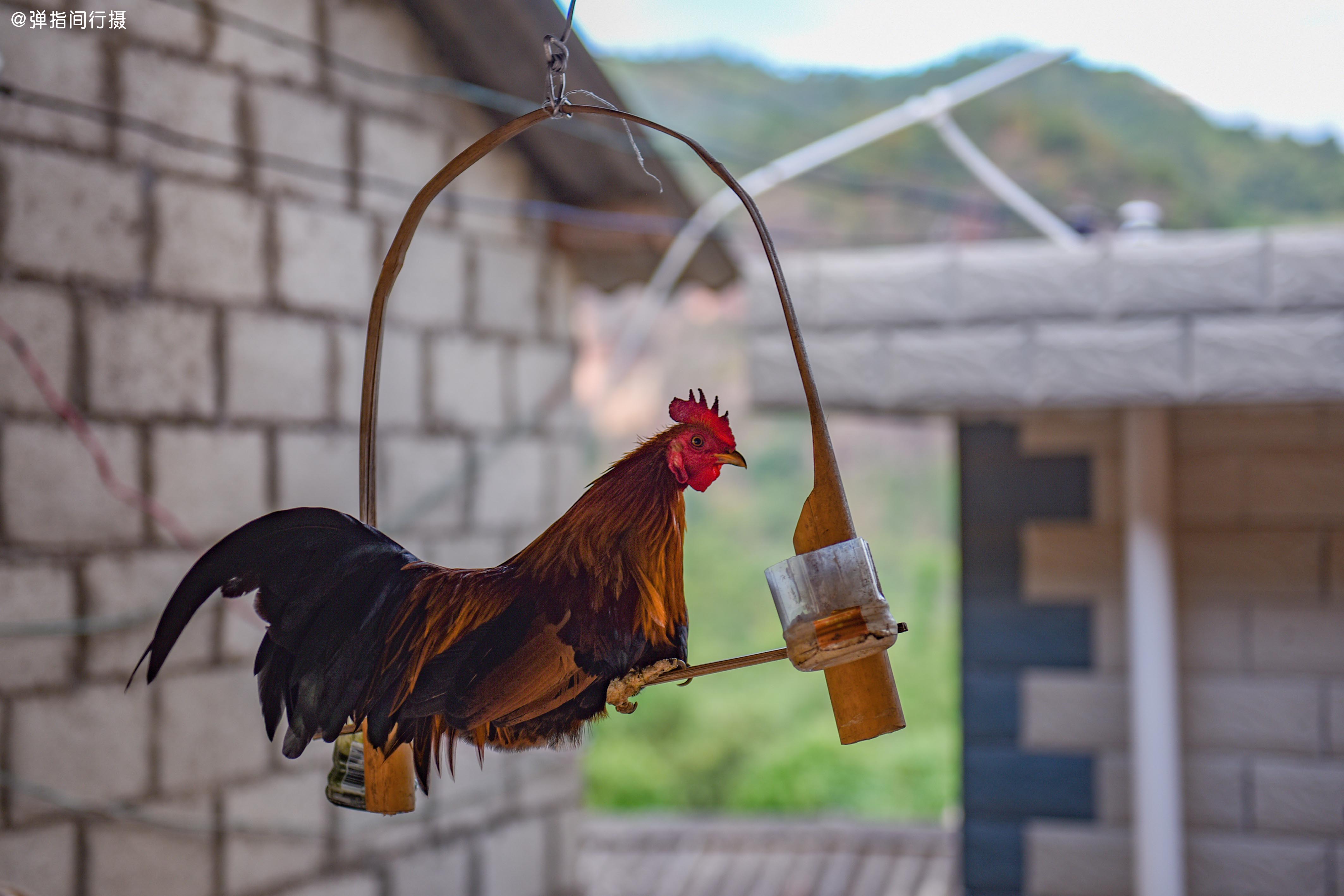 Travel to Lincang, Yunnan, and taste the special cuisine of the Wa ...