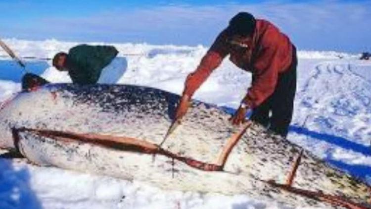 Why did the Inuit evolve the tradition of "treating guests with their ...