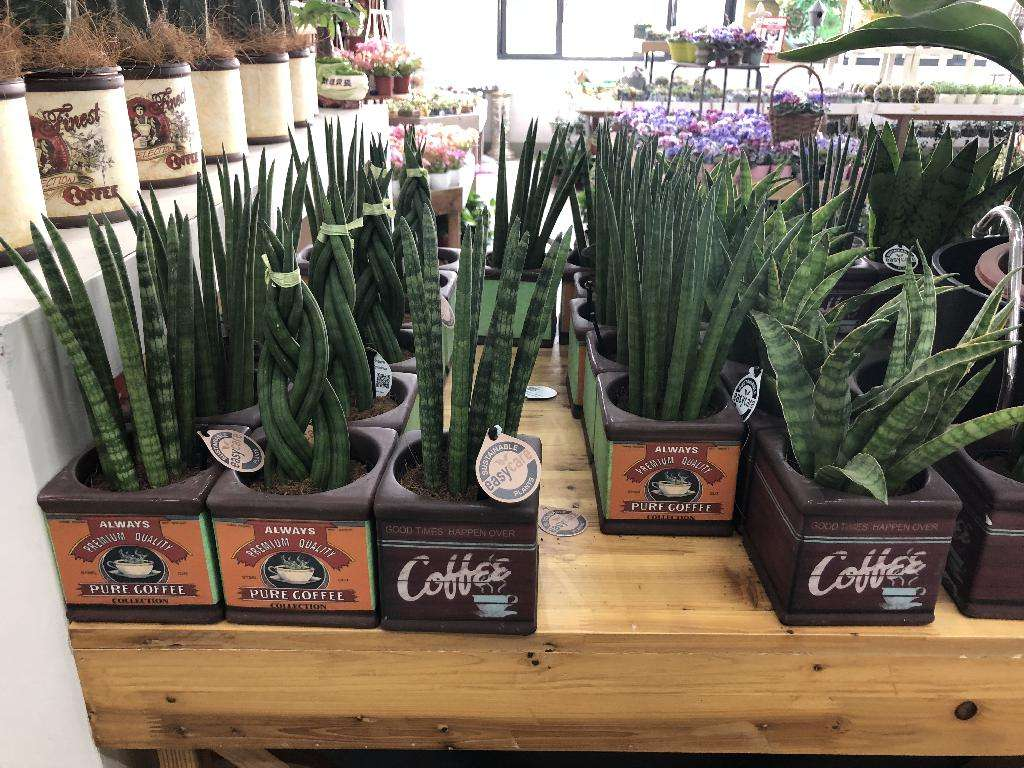 Tiger Pilan is naturally noble, and the leaves are shiny and textured ...