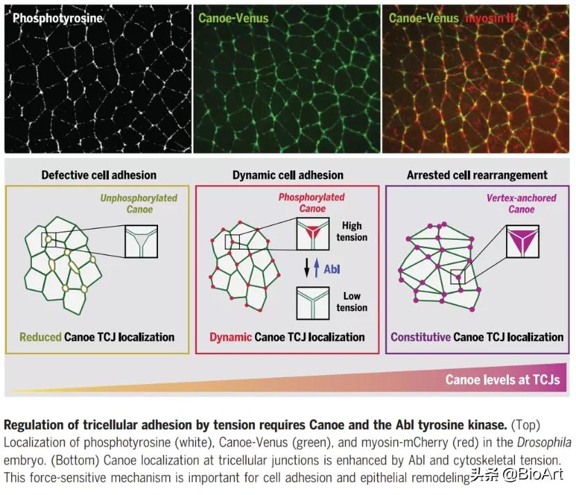 Cell Mechanical Force Sensing Regulates Cell Adhesion Connection - iNEWS