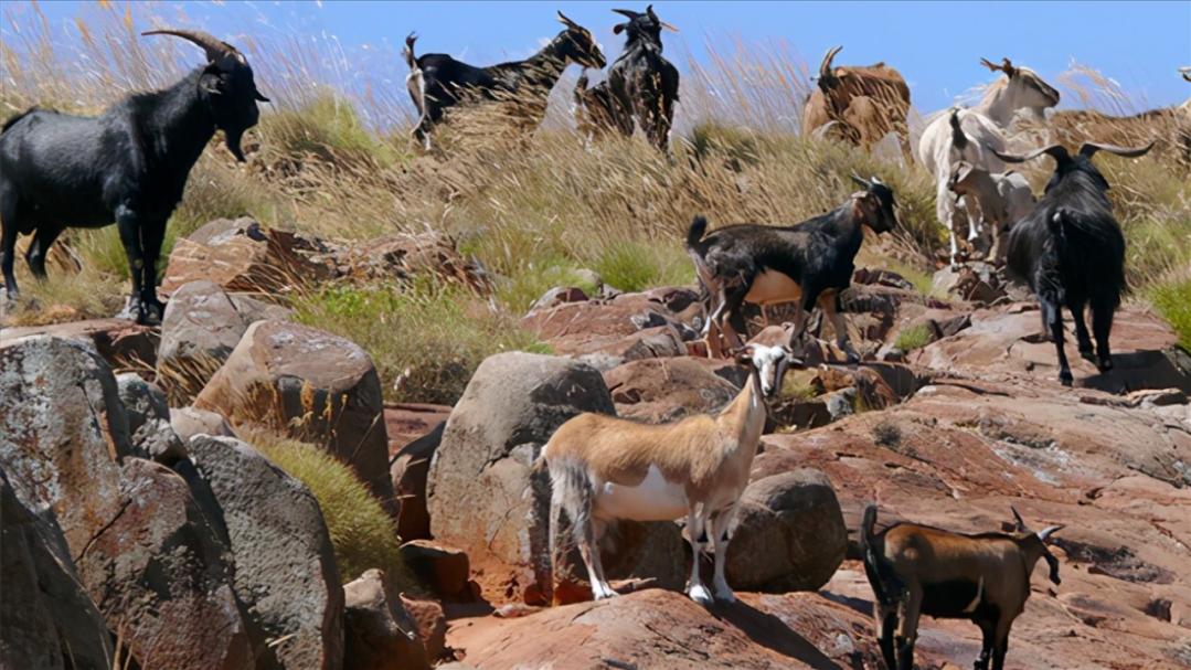 Australian goats can also be overwhelmed, and it is helpless to destroy ...