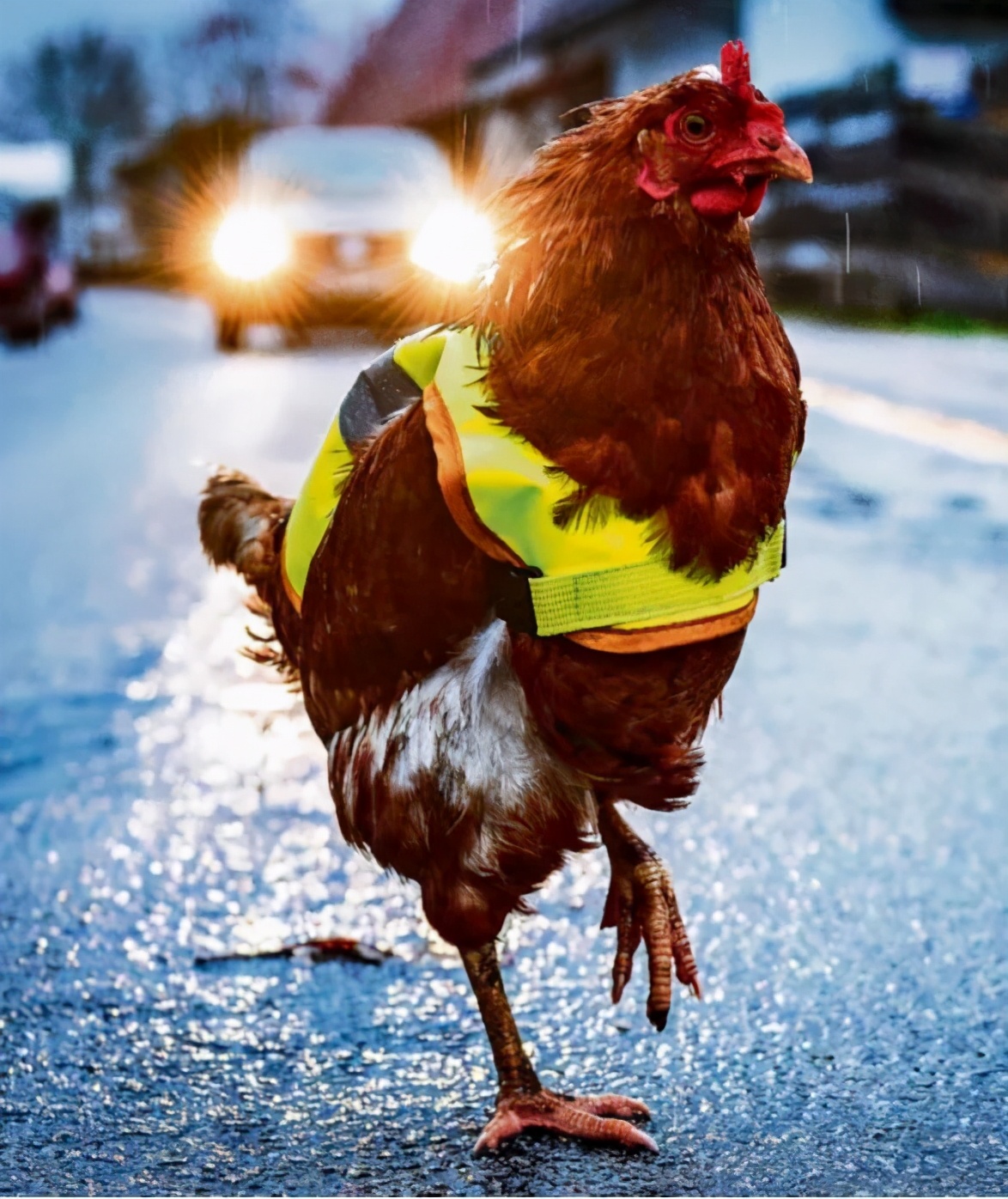 German hens are on the streets wearing warning vests! What are they ...