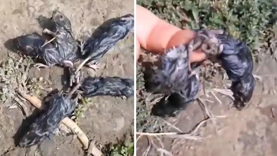 "Rat King" appeared in Russia. Five mice had their tails tangled and ...