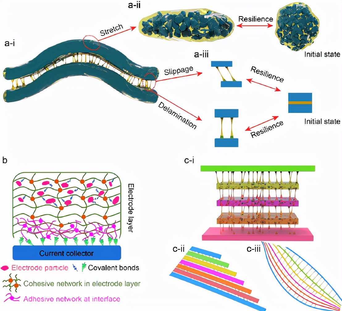 Chunyi Zhi, City University of Hong Kong: Adhesion and cohesion in ...