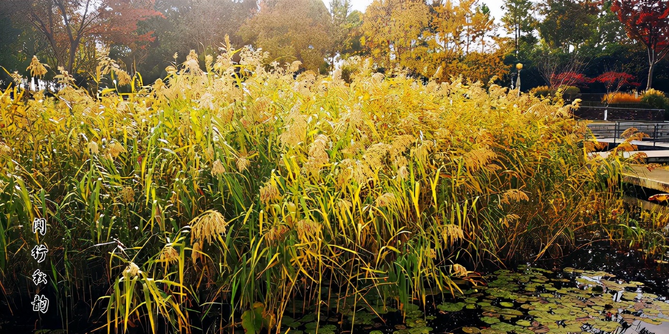 Minhang Cultural Park hides beautiful autumn colors, and autumn is ...