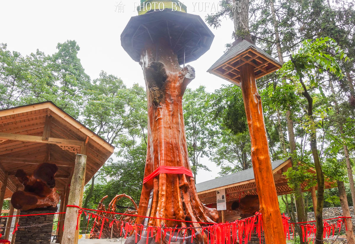 The world's largest golden nanmu tree is 4,300 years old. Unfortunately ...