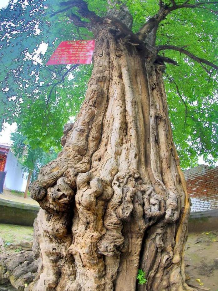 The six best old trees in Shangqiu are regarded as "sacred trees" by ...