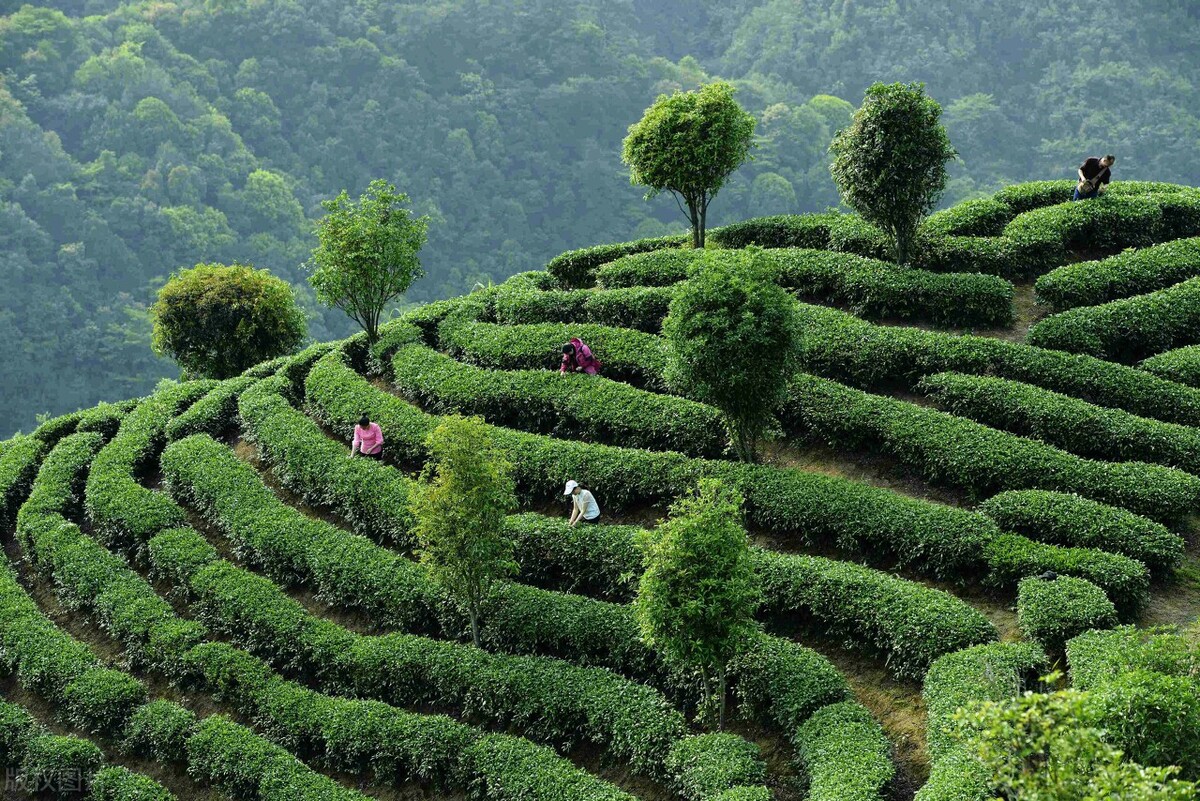 Explore the high mountain green tea in the depths of the Yunnan-Guizhou ...