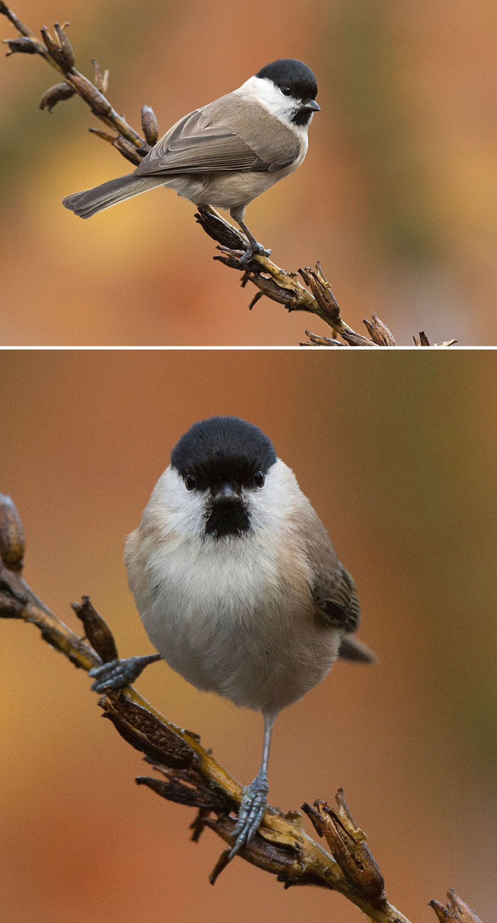 The photographer posted a bird "front VS side view" and netizens ...