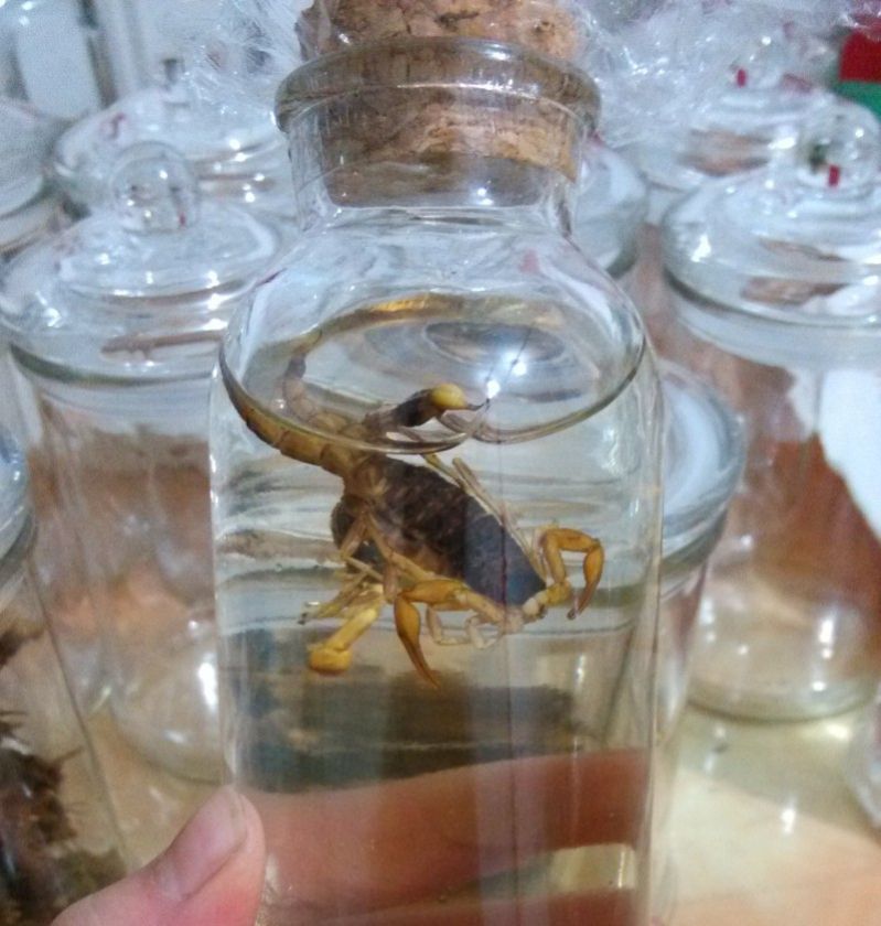 Climbing mountains to catch scorpions, and taking photos of scorpions ...