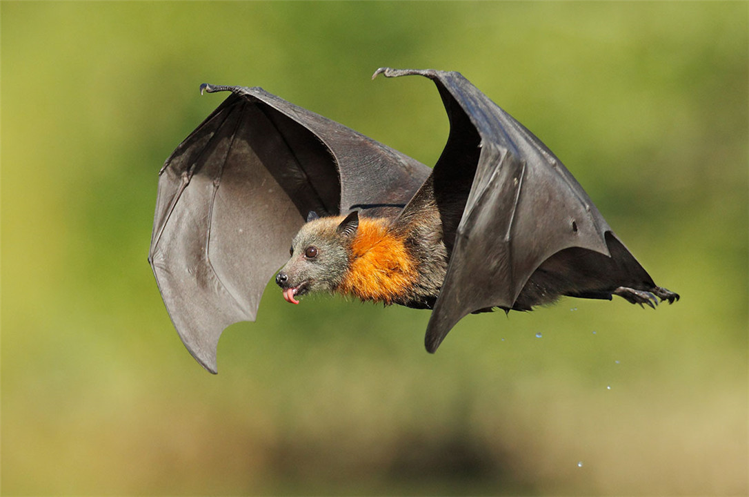 "Poison King" Bat: The only flying mammal on earth, why do they like to ...