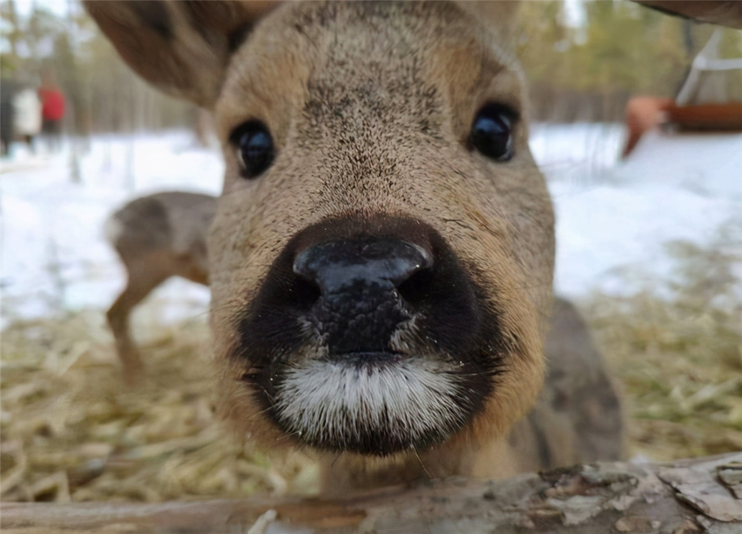 How stupid is a silly roe deer?Stupid enough that it is not extinct, is ...