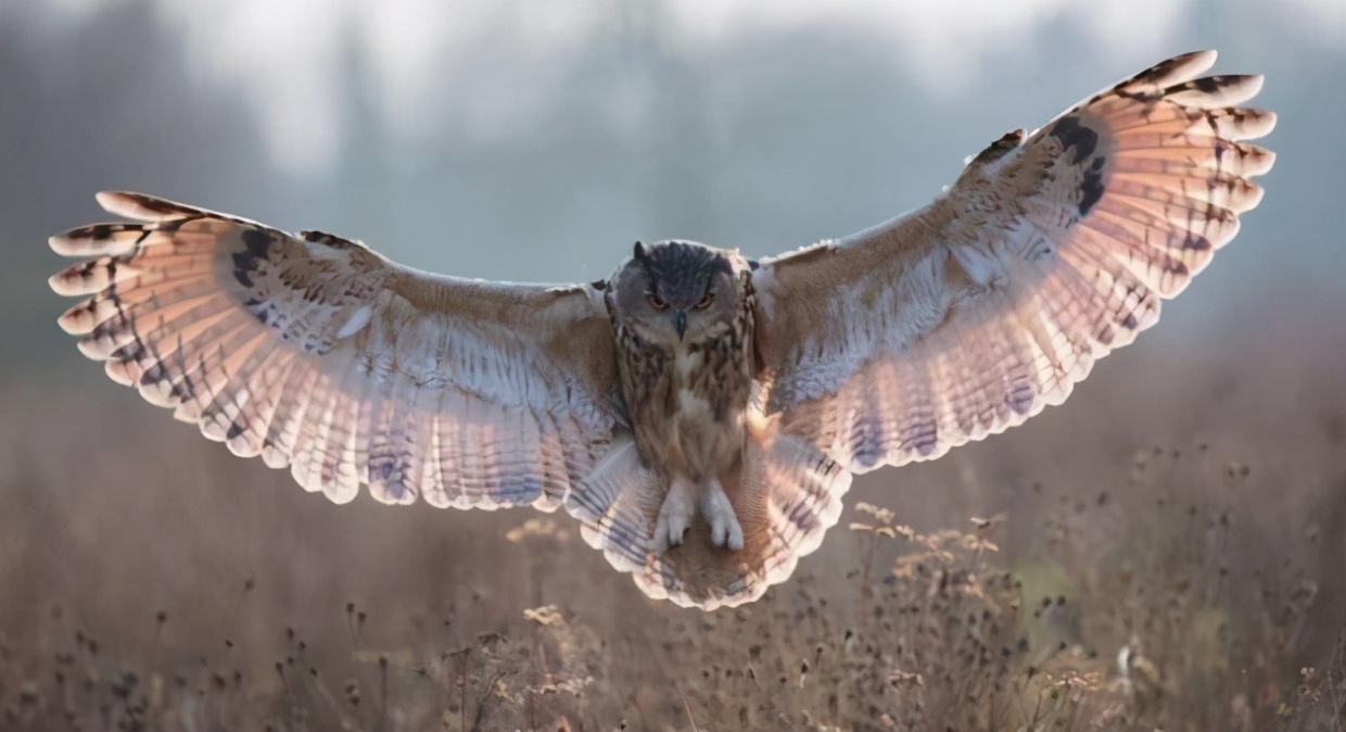How strong are the top five owls in the Raptor list?Treat other birds ...