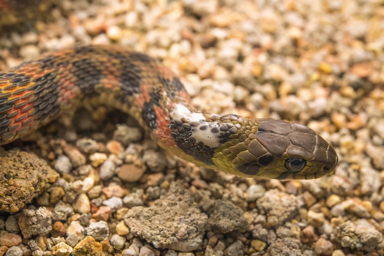 Is bitten a non-venomous snake? In fact, it is as poisonous as the ...