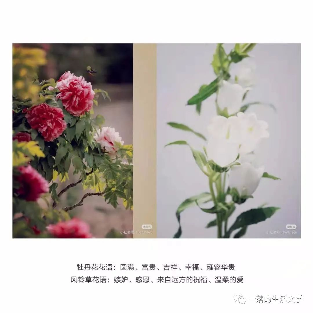 The guardian flower and dark flower of the twelve constellations - iNEWS