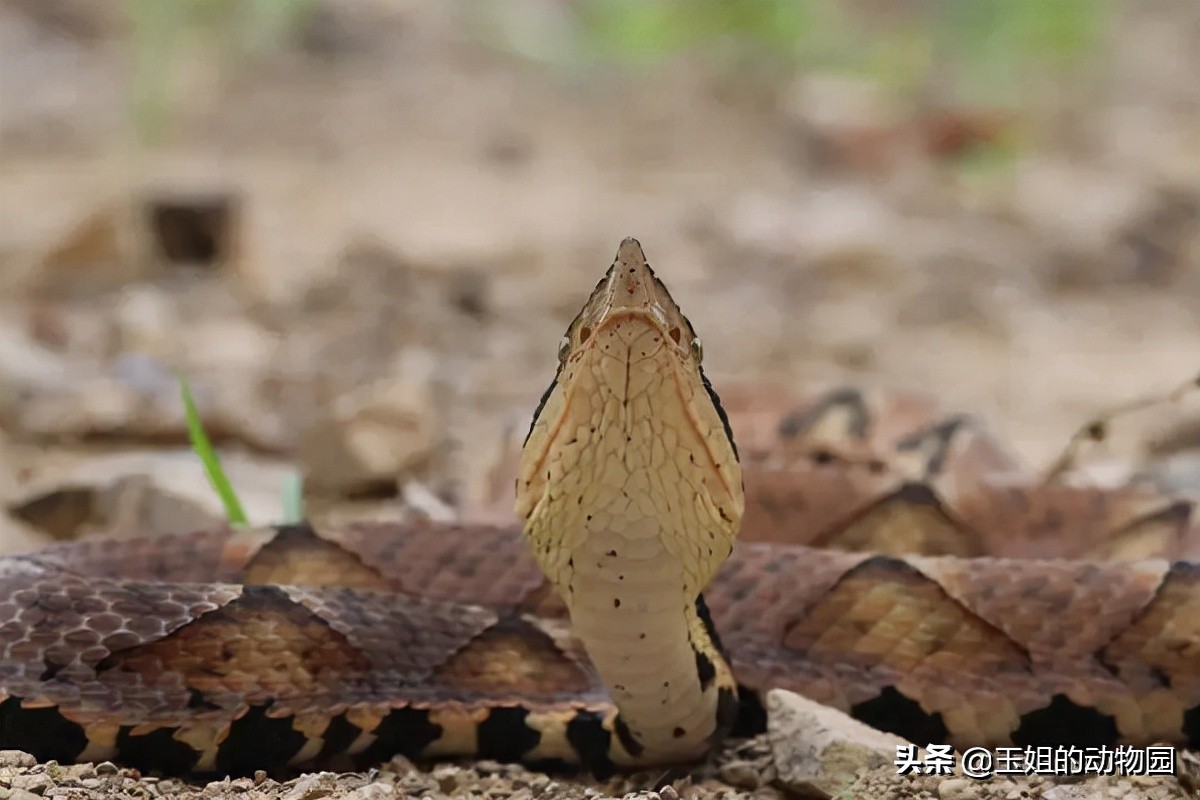 Why is the Five Step Snake so frightening?How harmful is it to people ...