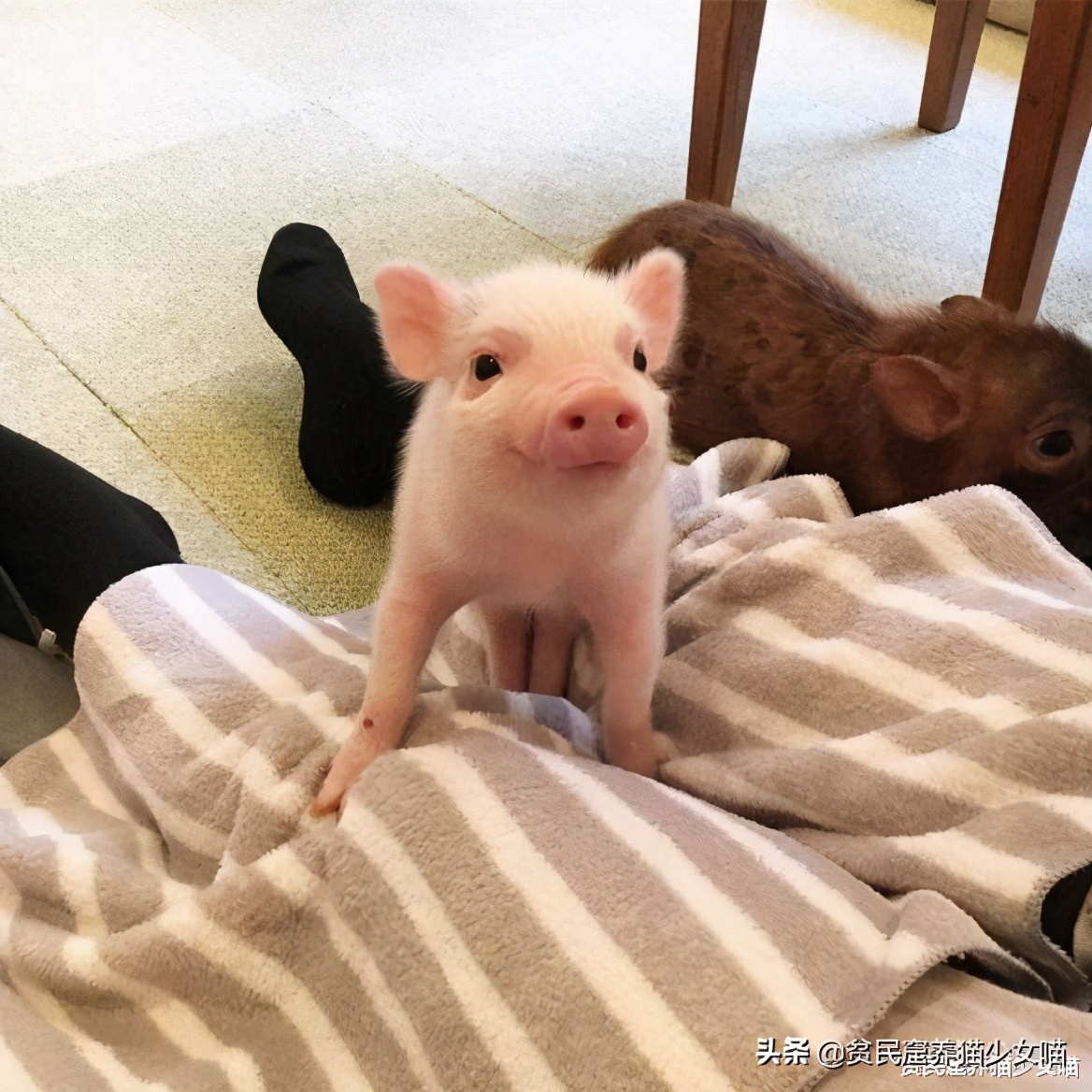 Super cute pig cafe, making piggy become a new trend? Netizen: The mini ...