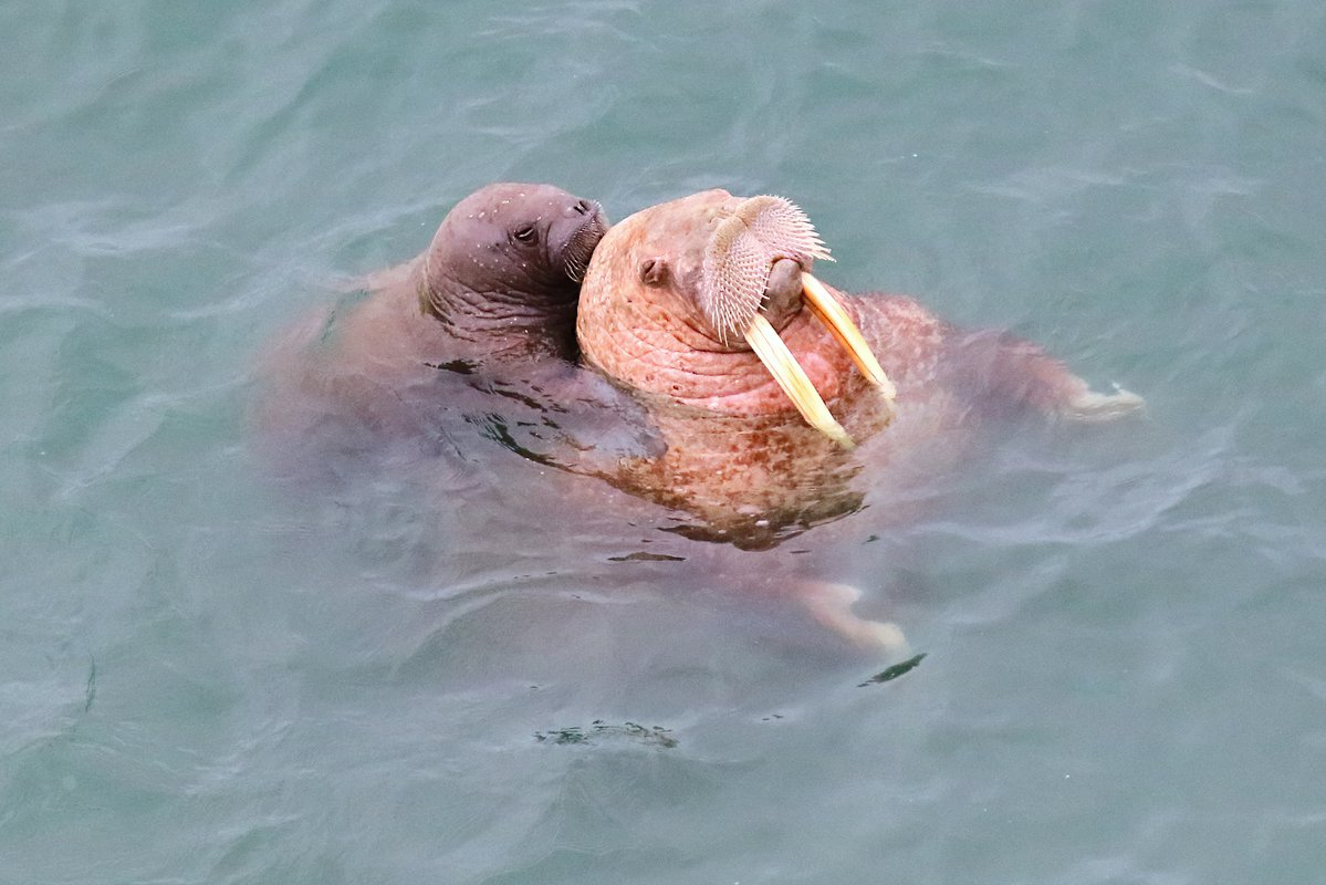 Walrus: a special kind of "chain armor", rarely pierced by guns - iNEWS
