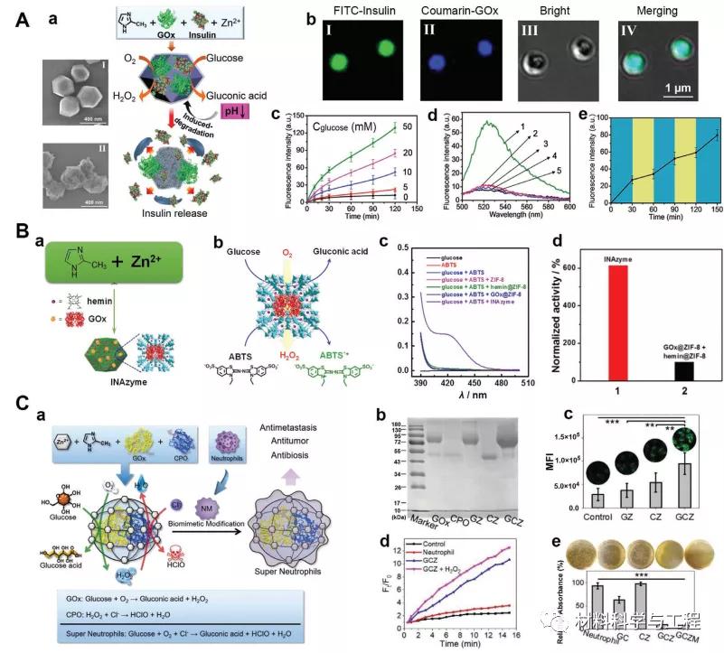 Sichuan University: Metal Organic Framework (MOF) engineered enzyme ...
