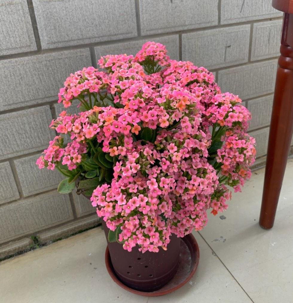 3 "Flowering Techniques" of Longevity Flower - iNEWS