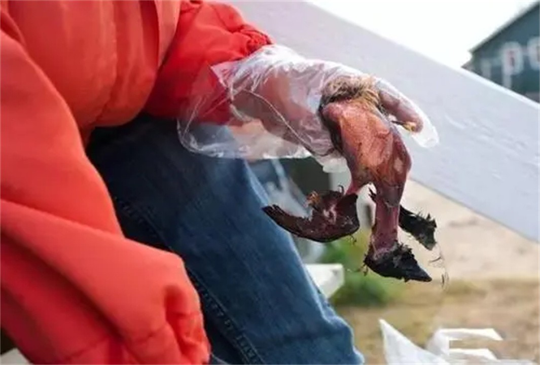 Inuit's delicacy "Pickled Puffin", sucks with the mouth after rotten ...