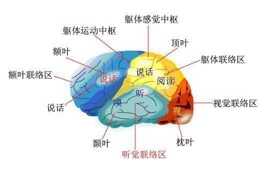What is the GPU and CPU level of the human brain? - iMedia