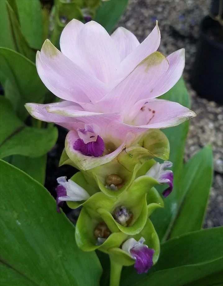 The tropical ginger lotus in the south has a long flowering period ...