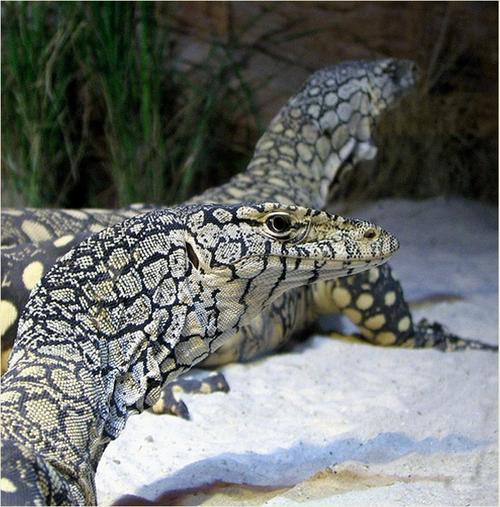 Popular science: The extremely endangered five-clawed golden dragon ...