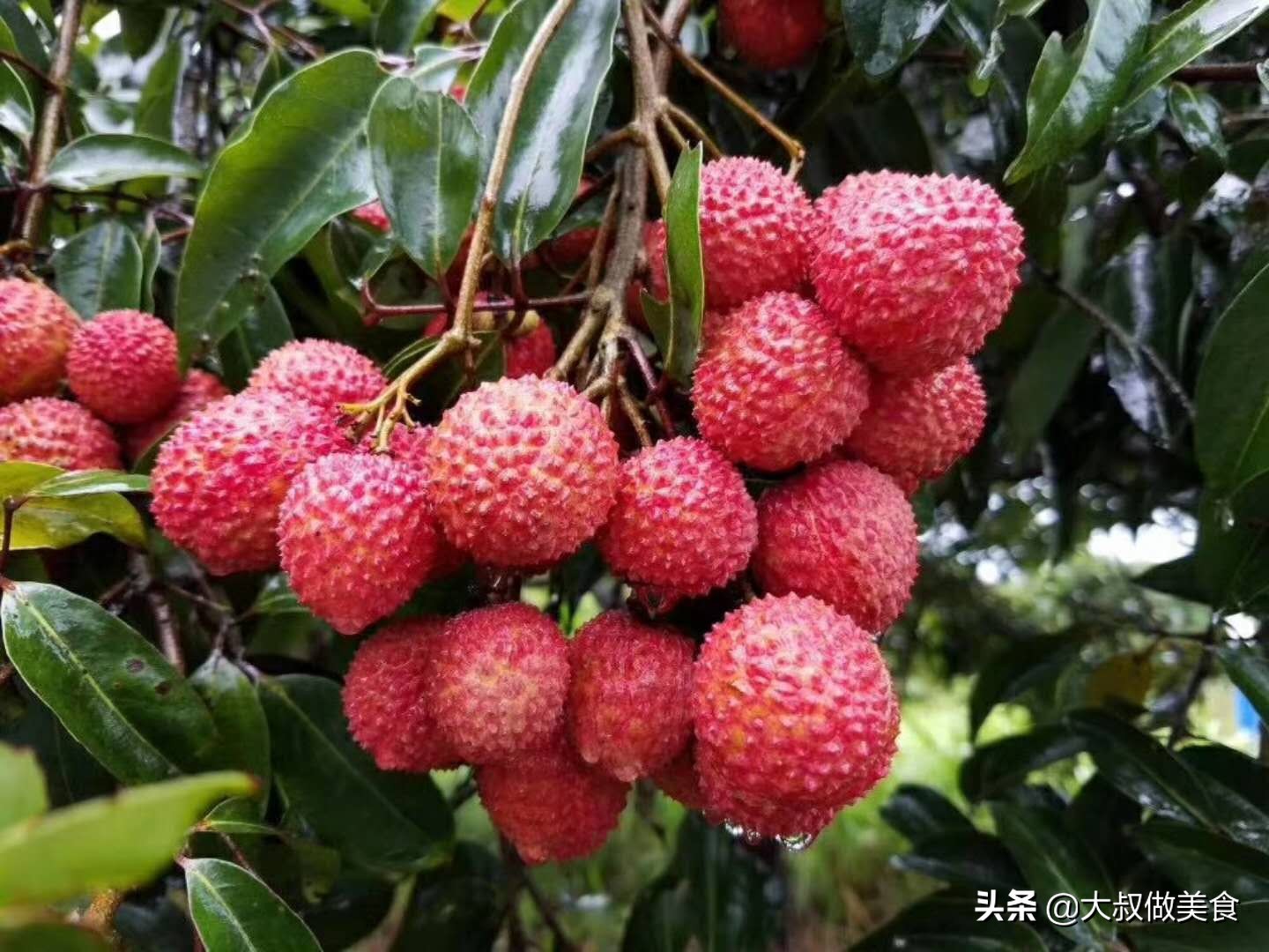 The lychee season is here, which of these 5 popular lychee varieties is ...