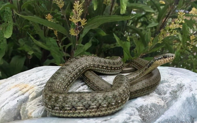 Hot Spring Snake: "Survivor" in Adversity! Unique to China?Only ...