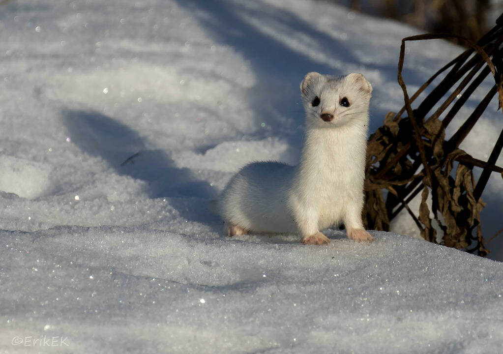 The smallest and most ferocious predator - iMedia