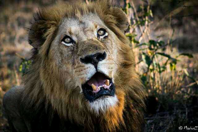 The Lion Solo-Let us understand the diversity of the lion society, its ...