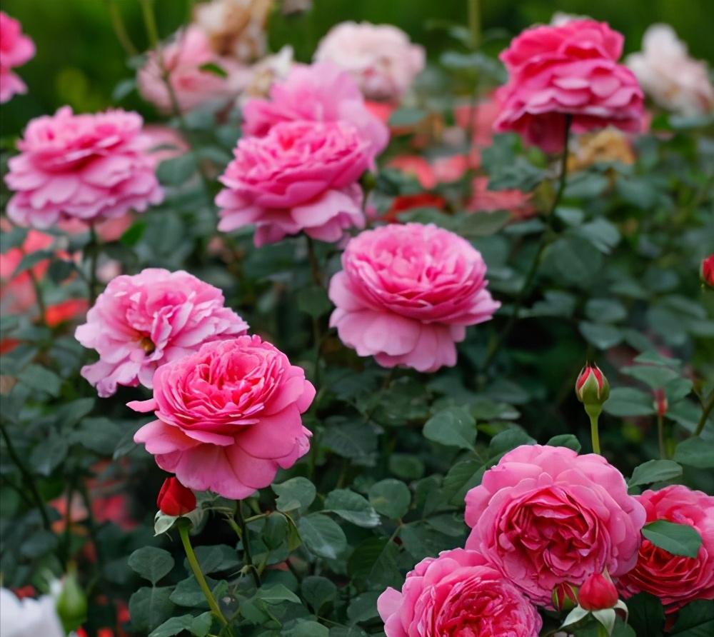 These 5 "princess" roses are too immortal, the flowers bloom and have a ...