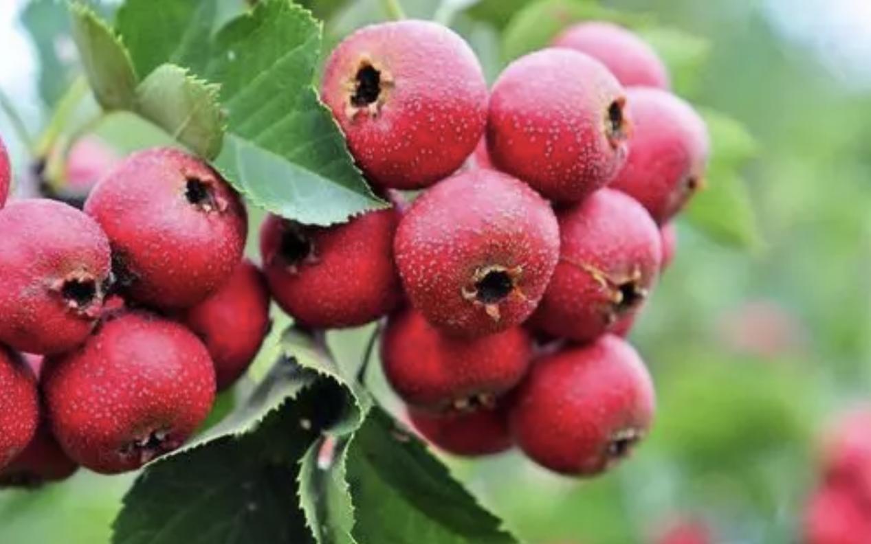 See again the sweet and sour hawthorn fruit full of beetroot - iNEWS