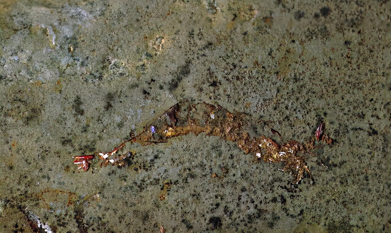 Three shrimps are hidden in rare bivalve fossils that co-existed 100 ...