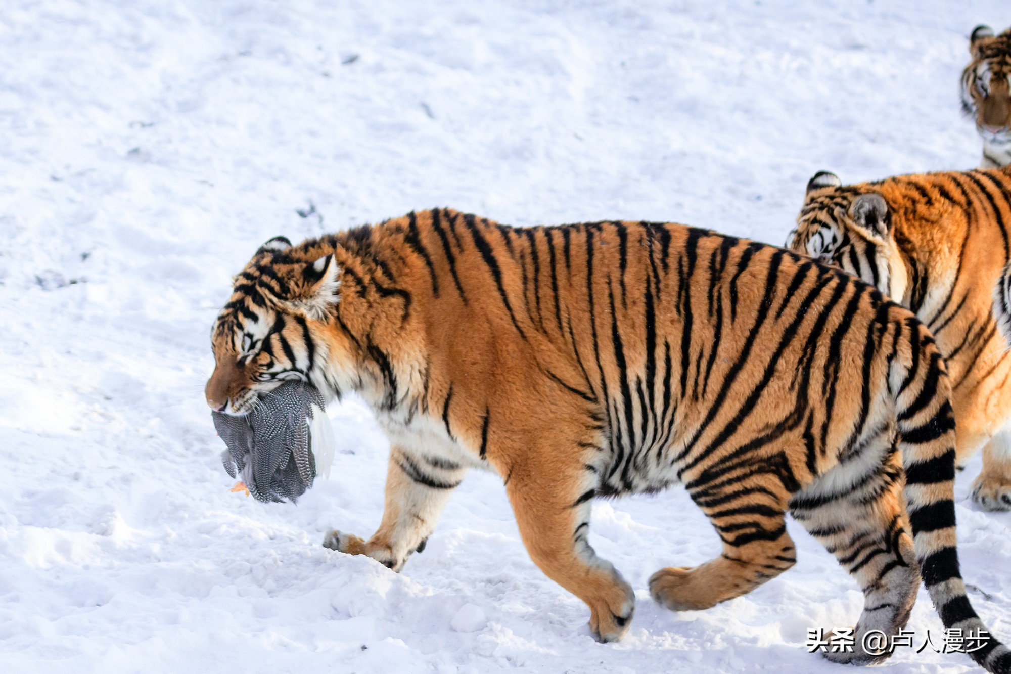 The Siberian tiger hurts people and arouses attention to the Tiger ...