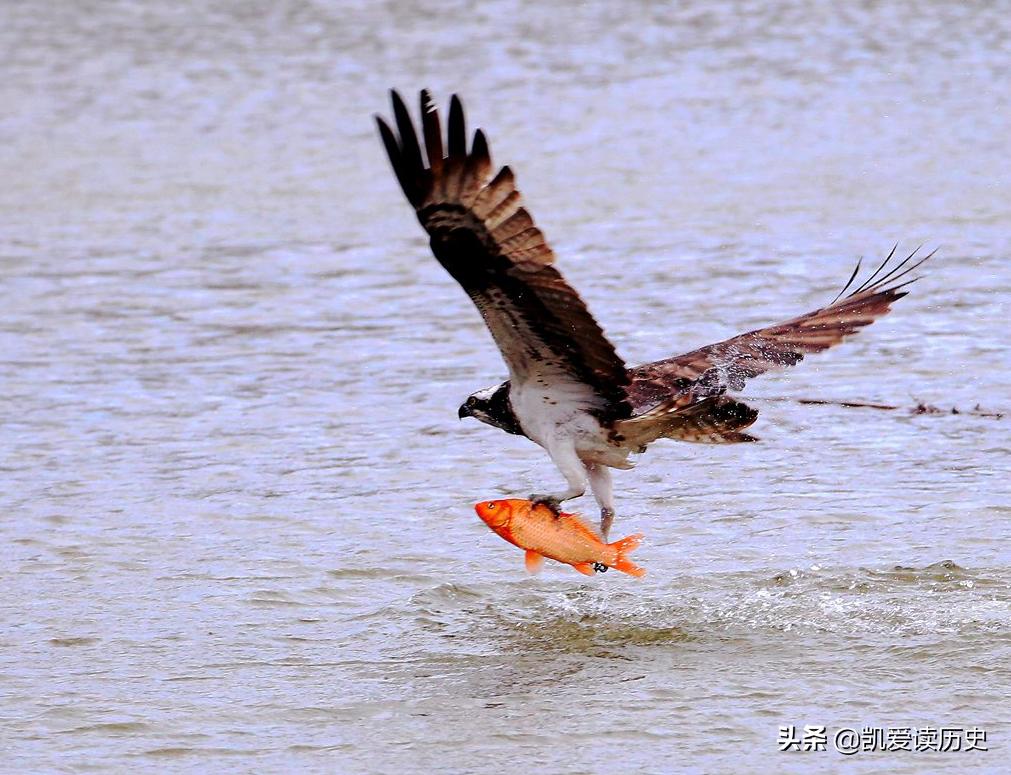 These two animals are the prototypes of the two animals "Kun" and "Peng ...