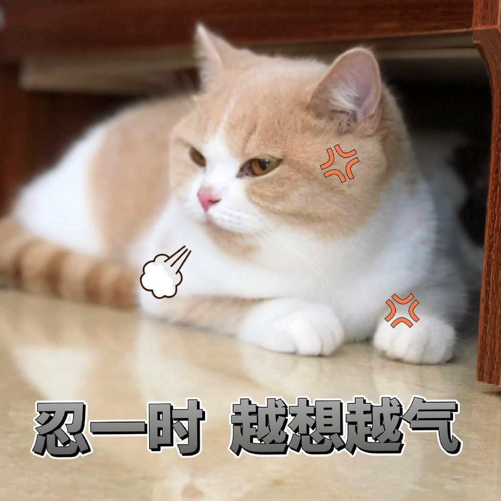 Taboos for getting along with cats: Don't touch or hug, let alone ...