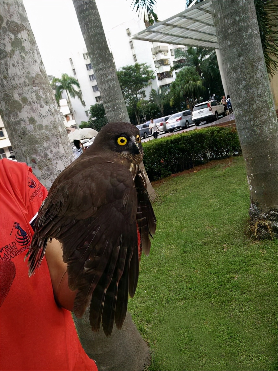 Why do birds hit glass? Hundreds of millions of birds die from hitting ...