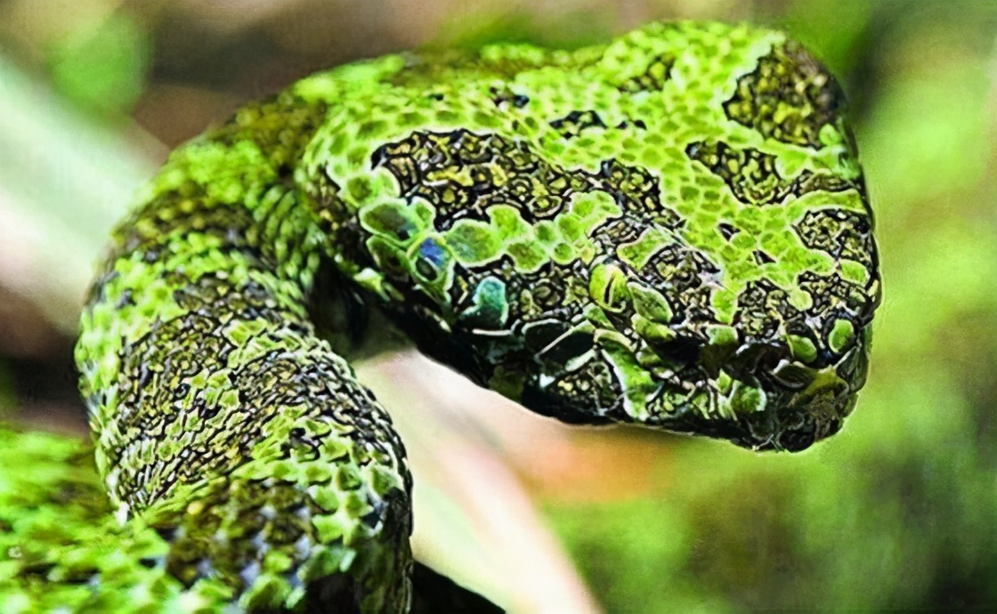 The four big iron-headed snakes besieged the King Jin snake, the tragic ...