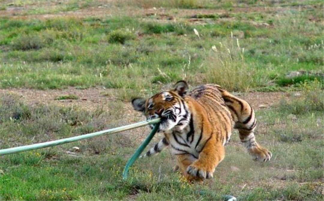 What happened to the two South China tigers that were restocked to ...