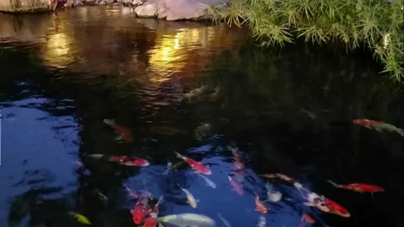 Has your koi fish pond been alkalized? - iNEWS