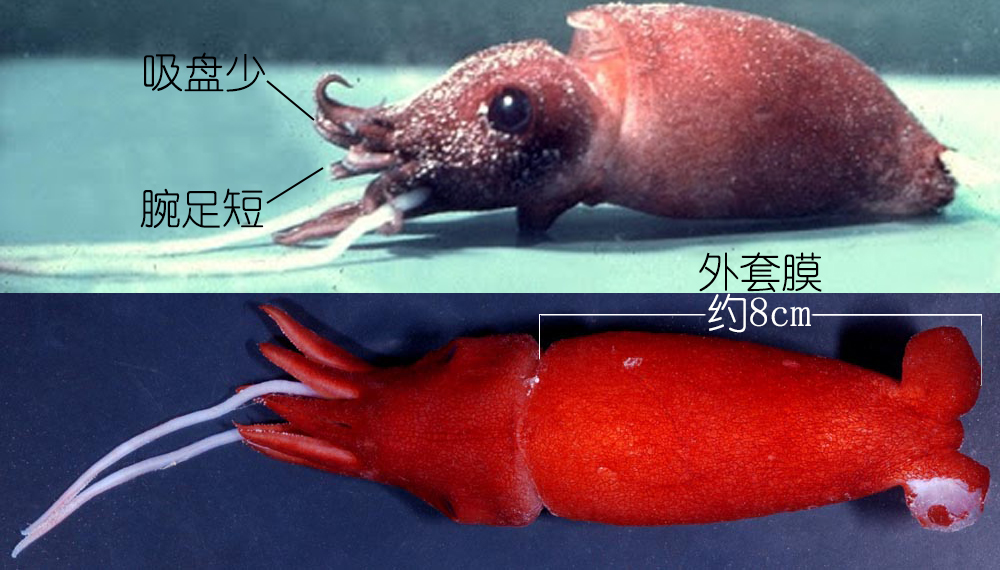 What is the difference between squid, cuttlefish, squid, and octopus ...