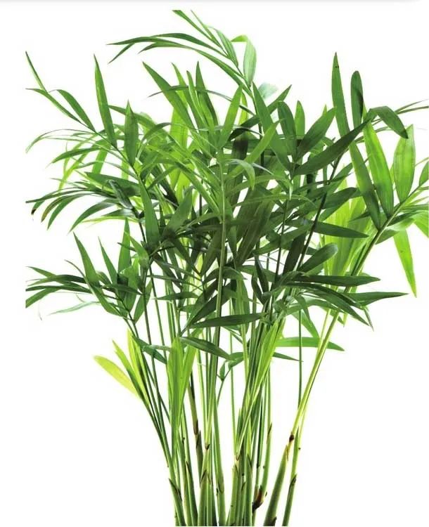 The potted pocket coconut can be made into single-drying, double-drying ...