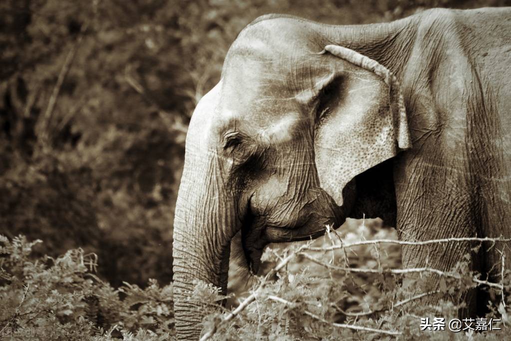 "Elephants will die without teeth", will people without teeth affect ...